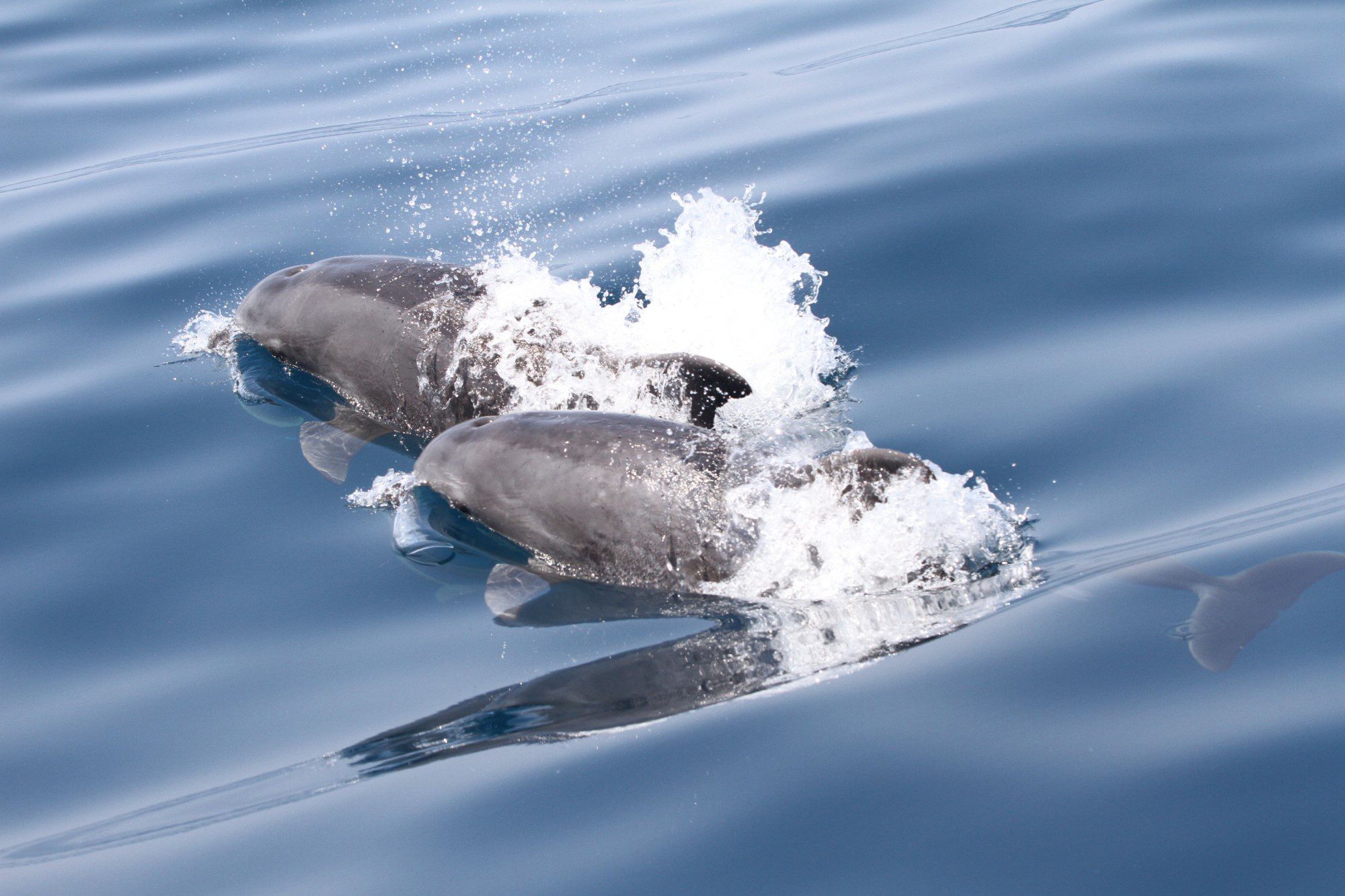 Wildlife Conservation Tours · Support Marine Mammals