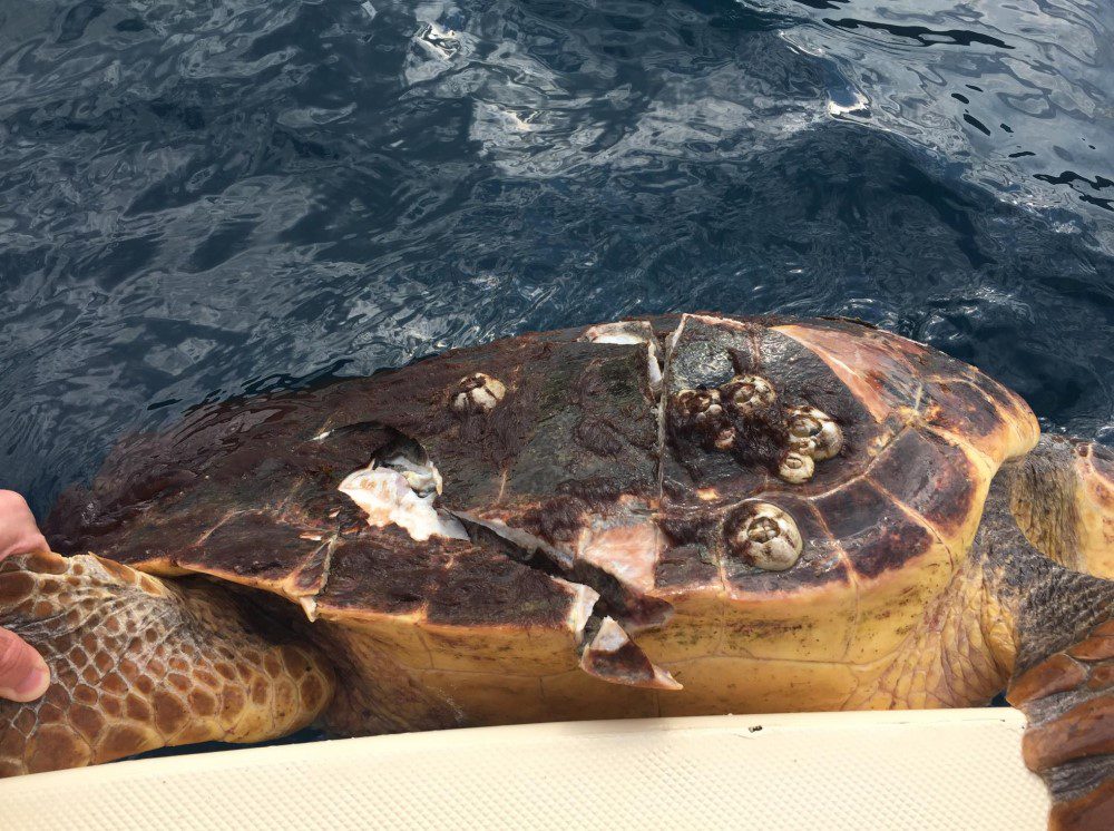 Wildlife Conservation Tours · Support Marine Mammals